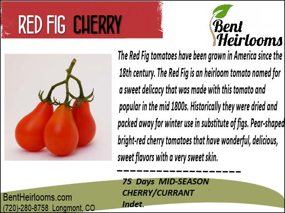Red Fig Cherry Heirloom Tomato Plant | Bent Heirlooms