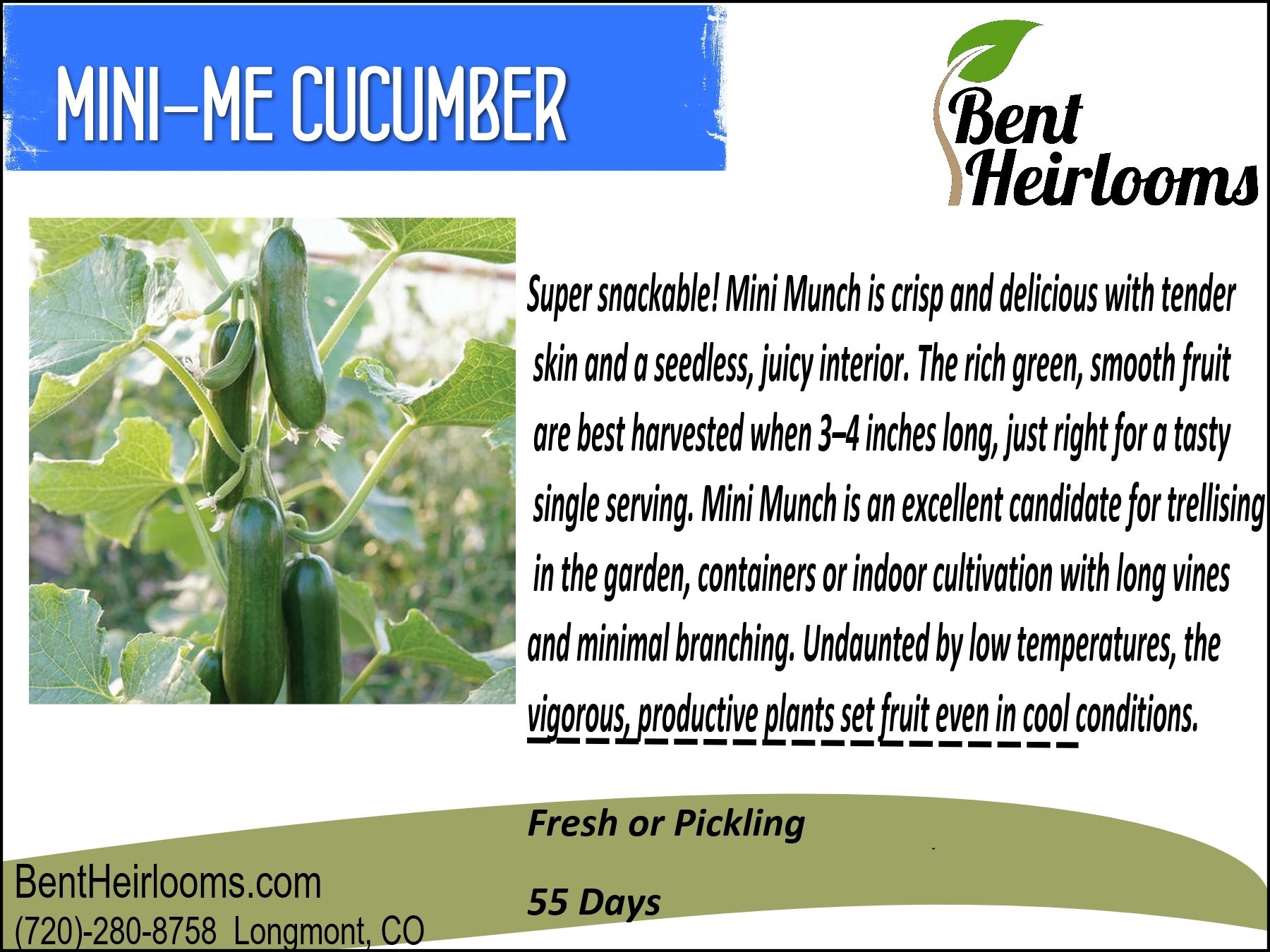 Mini-Me Cucumber | Bent Heirlooms